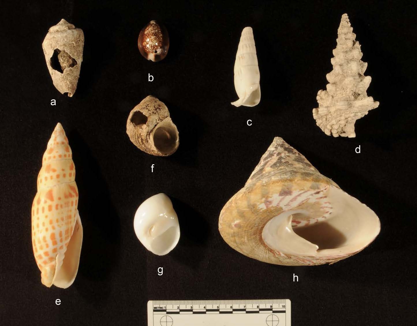 UCLA Cotsen Institute of Archaeology